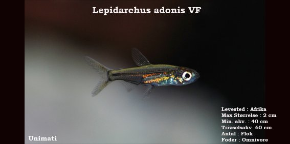 Lepidarchus adonis VF - Tetra - Unimati ApS