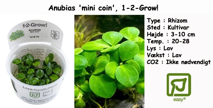 Anubias 'mini coin', 1-2-Grow! - Akvarieplanter 1-2-Grow og In Vitro ...