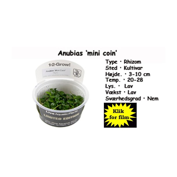 Anubias 'mini coin', 1-2-Grow! - Akvarieplanter 1-2-Grow og In Vitro ...
