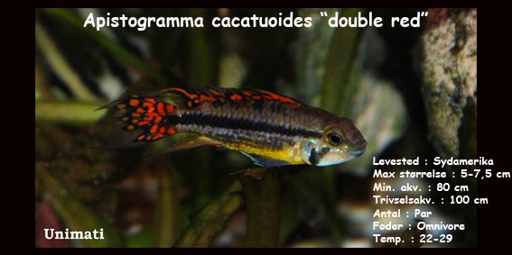 Apistogramma cacatuoides "double red" - Cichlider, Dværg - Unimati ApS