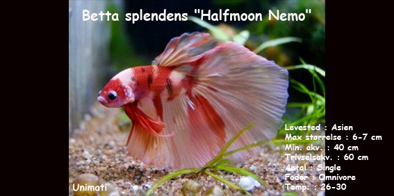 Betta splendens "Halfmoon Nemo" - han - Betta - Unimati ApS