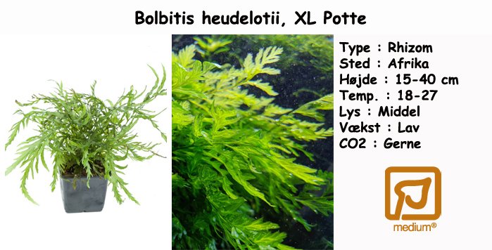 Bolbitis heudelotii, XL Potte - Akvarieplanter i potter, clips og ...