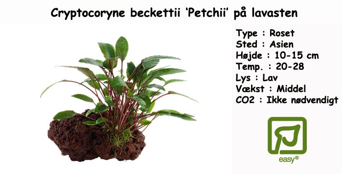 Cryptocoryne beckettii 'Petchii' på lavasten - Tropica AquaDecor ...