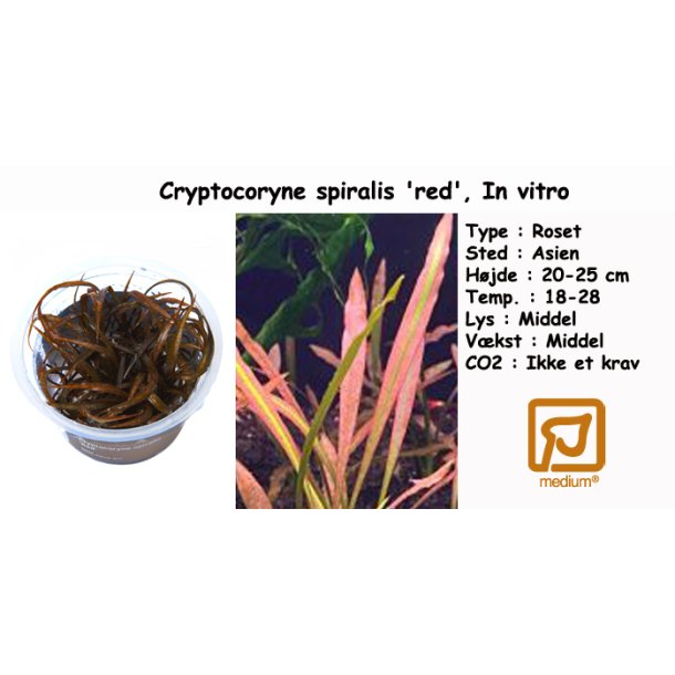 Cryptocoryne spiralis 'red', In vitro - Akvarieplanter 1-2-Grow og In ...