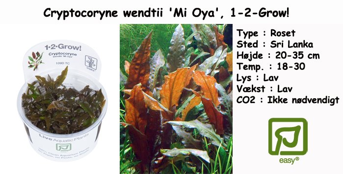 Cryptocoryne wendtii 'Mi Oya', 1-2-Grow! - Akvarieplanter 1-2-Grow og ...