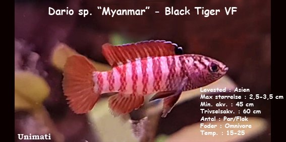 Dario sp. "Myanmar" - Black Tiger VF - Andre fisk - Unimati ApS