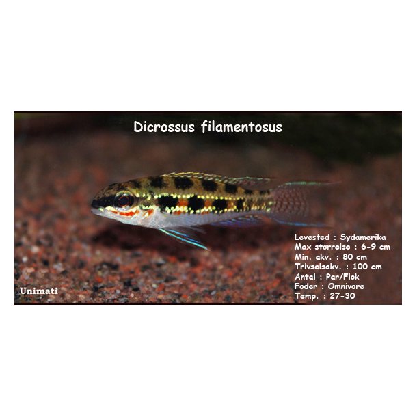 Dicrossus filamentosus - Cichlider, Dværg - Unimati ApS