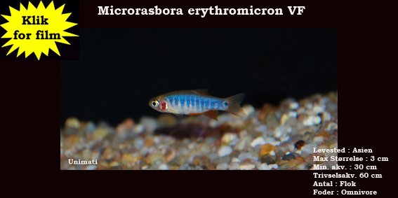Microrasbora erythromicron VF - Barber, Rasbora og Danio - Unimati ApS