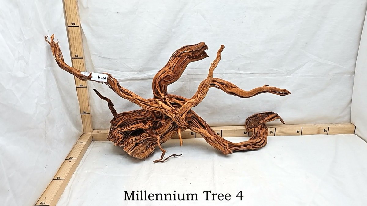 Millennium Tree (WYSIWYG) - Rødder - WYSIWYG - Unimati ApS