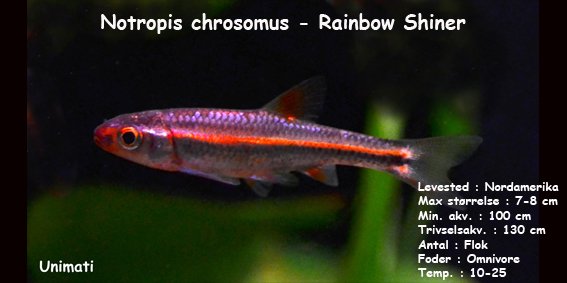 Notropis chrosomus - Rainbow Shiner - Andre fisk - Unimati ApS