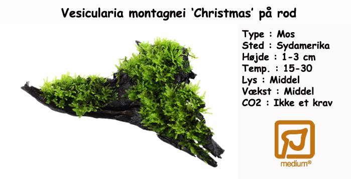 Vesicularia montagnei 'Christmas' mos på rod - Tropica AquaDecor ...