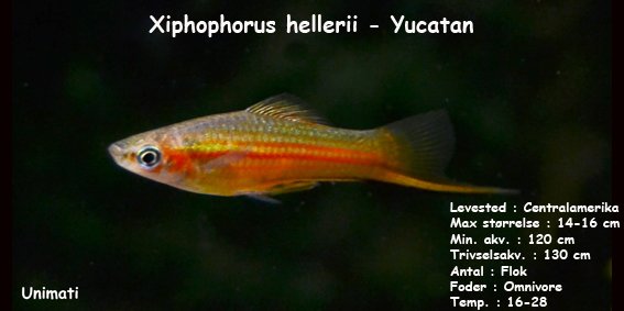 Xiphophorus hellerii - Yucatan - Levendefødende - Unimati ApS