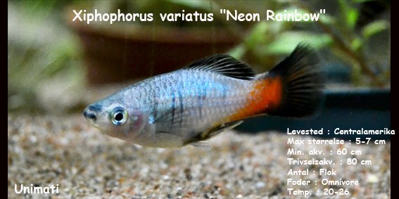 Xiphophorus variatus "Neon Rainbow" - Levendefødende - Unimati ApS